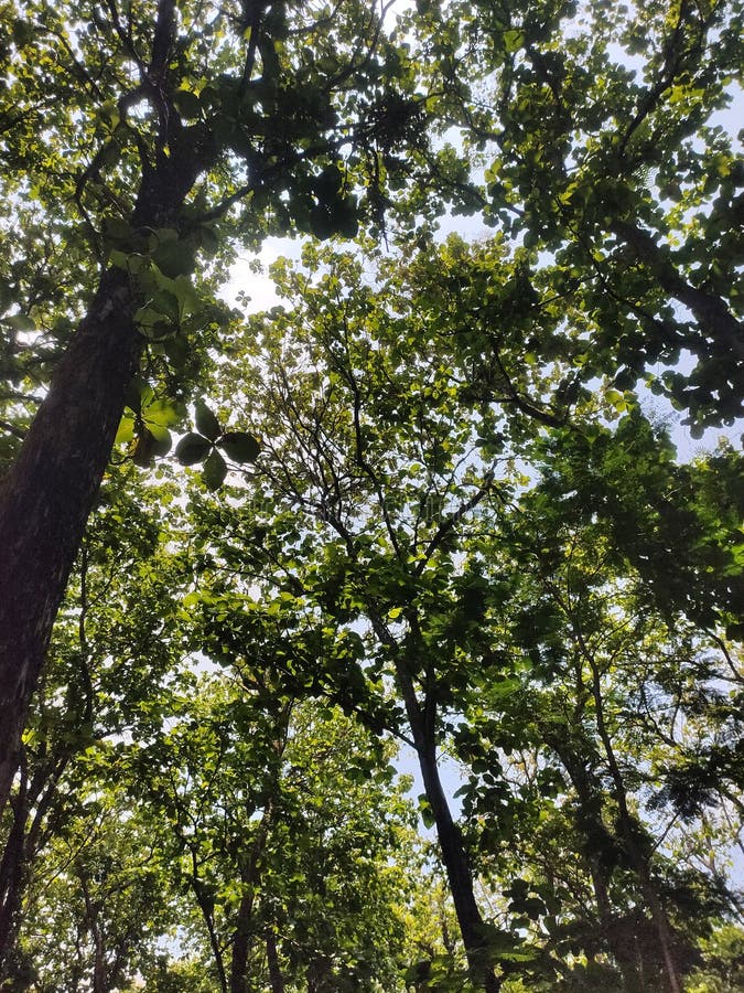 Green Trees Make Nature Cool Stock Image - Image of shrub, branch ...