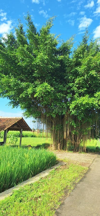Green Trees in the Middle of Rice Fields Stock Image - Image of rice ...
