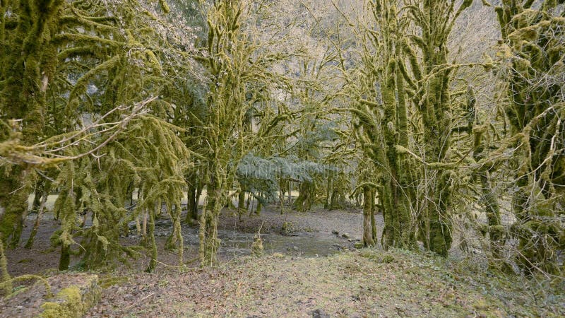 Green Trees with Moss in Forest. Action. Dying Forest with Moss-covered ...