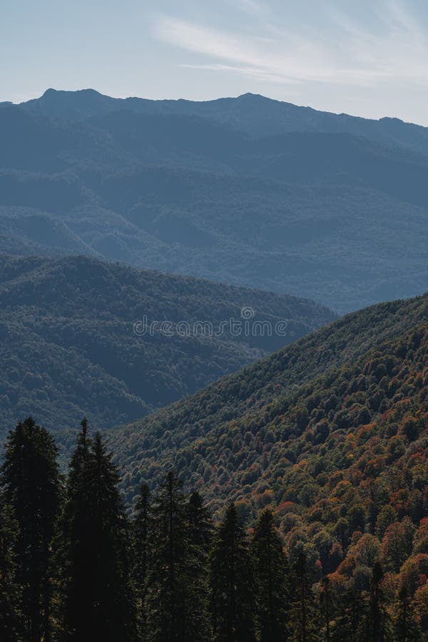 Green Trees on the Mountainside. Forest in the Mountains Stock Image ...