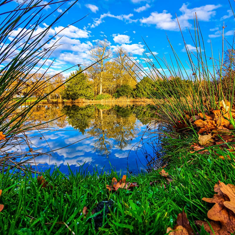 Green trees natural dream stock image. Image of nature - 239847269