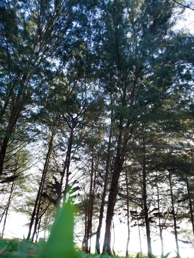 Green Trees Neatly Lined Up Stock Image - Image of park, woodland ...