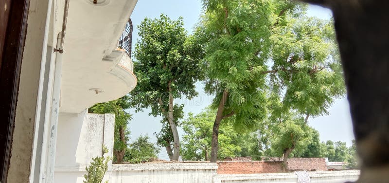 Green trees outside house stock photo. Image of tree - 220142316