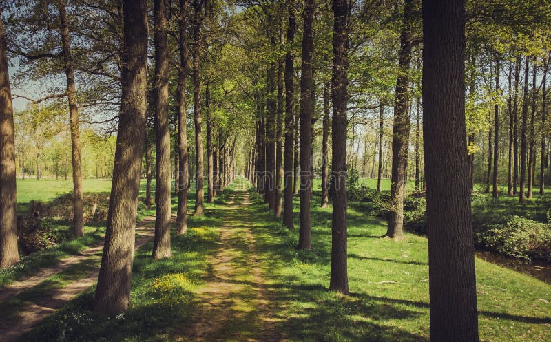 Green Trees in a Park, Backlight. Romantic Scenery, Meadow and Forest ...
