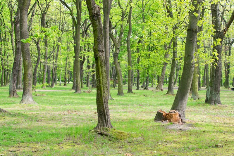 Green Trees in Spring Park stock image. Image of gardening - 116284751