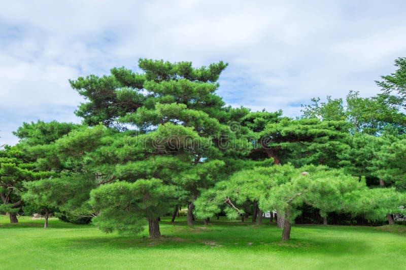 Green trees in park. stock image. Image of season, park - 64599005