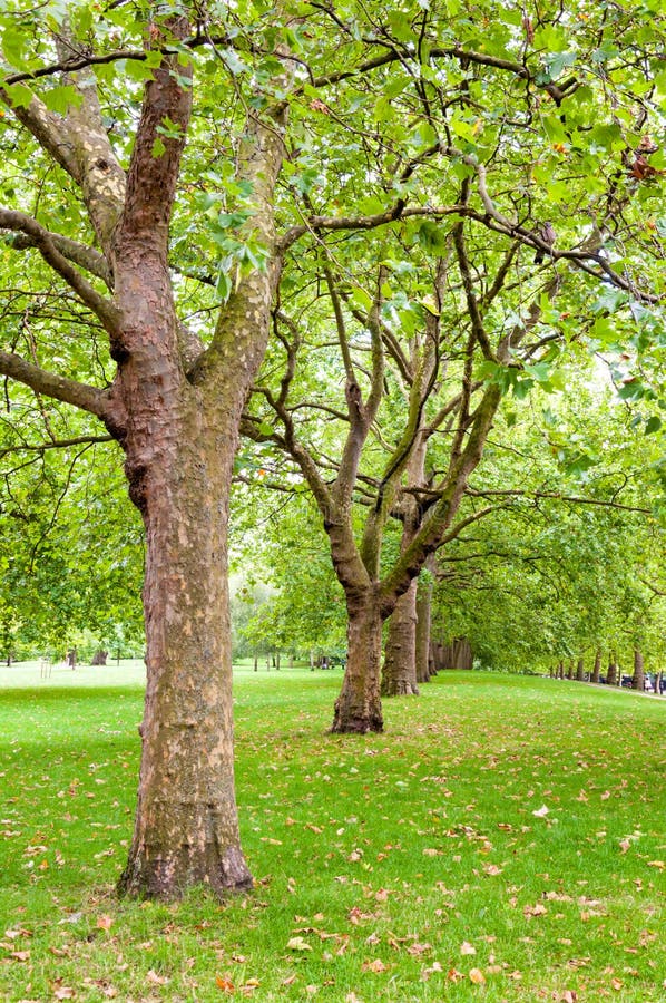 Green trees in park stock image. Image of scenic, park - 36505795