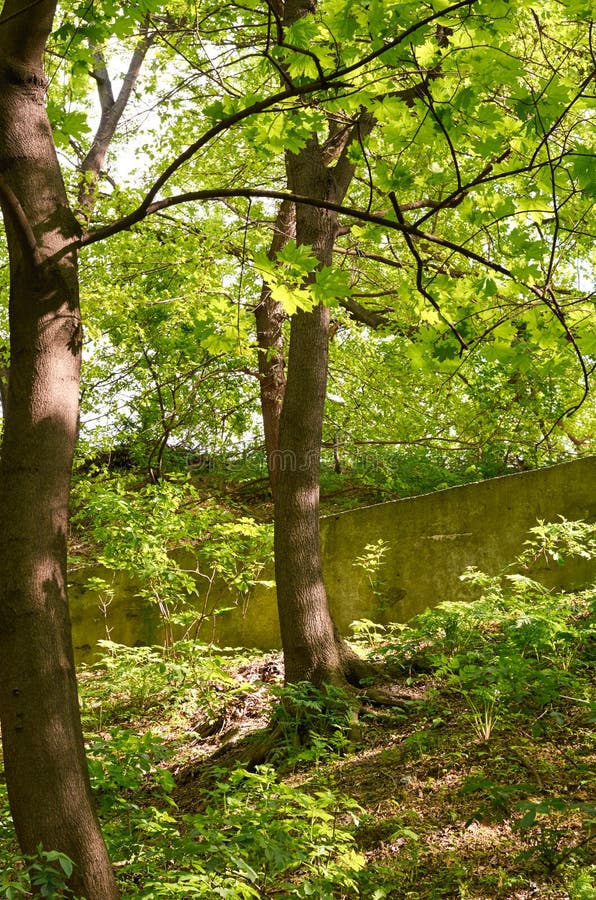 Green trees in park stock image. Image of land, herb - 72097143