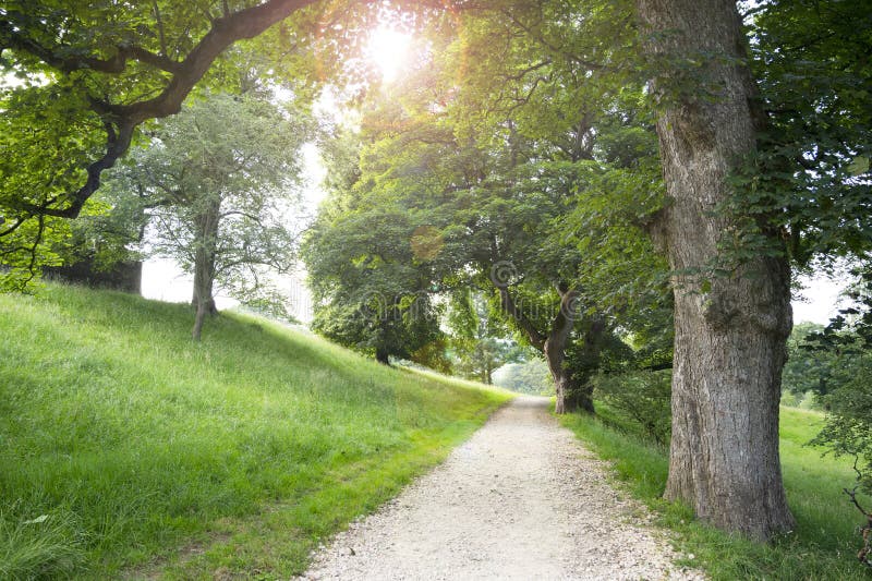 Green Trees in Park and Sunlight with Path Walk Stock Photo - Image of ...