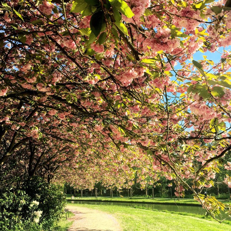 Green Trees With Pink Flowers Near River Stock Image - Image of green ...