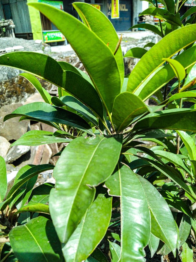 Green Trees Planted in the Yard Neatly and Lushly Stock Photo - Image ...