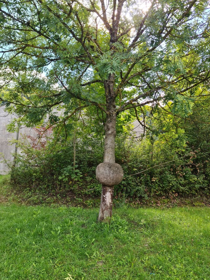 Green Trees and Plants in the Garden Stock Photo - Image of plants ...