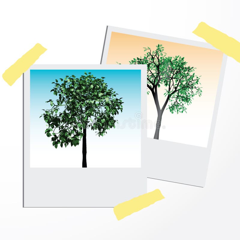 Green Trees on Polaroid Cards. Stock Vector - Illustration of person ...