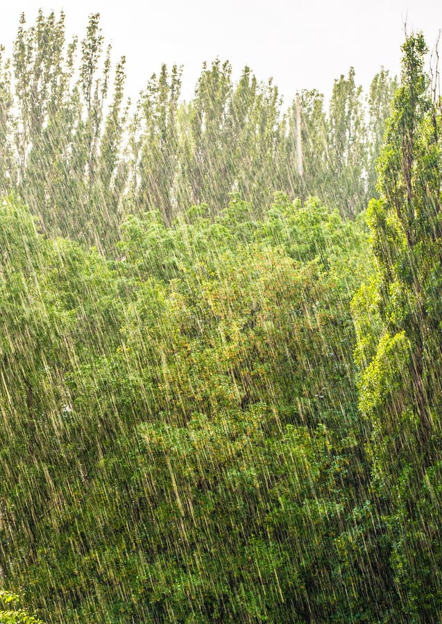 Green trees in a rain stock photo. Image of blossom, beautiful - 73986296