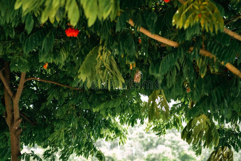 Green Trees with Red Flowers, Low Angle View Stock Image - Image of ...