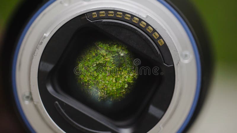 Green Trees Reflected in Camera Lens. Action. Camera Lens is Aimed at ...