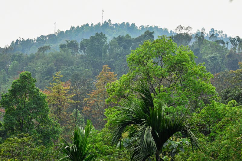 Green Trees and Ridge in the Himalayan Forest Stock Photo - Image of ...