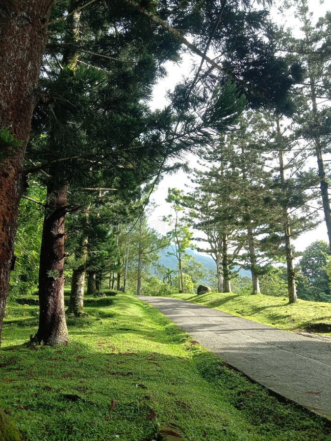 Green Trees and the Road Views are Beautiful Stock Photo - Image of ...