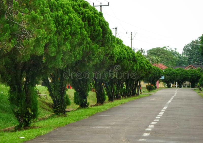 Green Roadside And Empty Road Landscape. Beautiful Tropical Roadscape ...