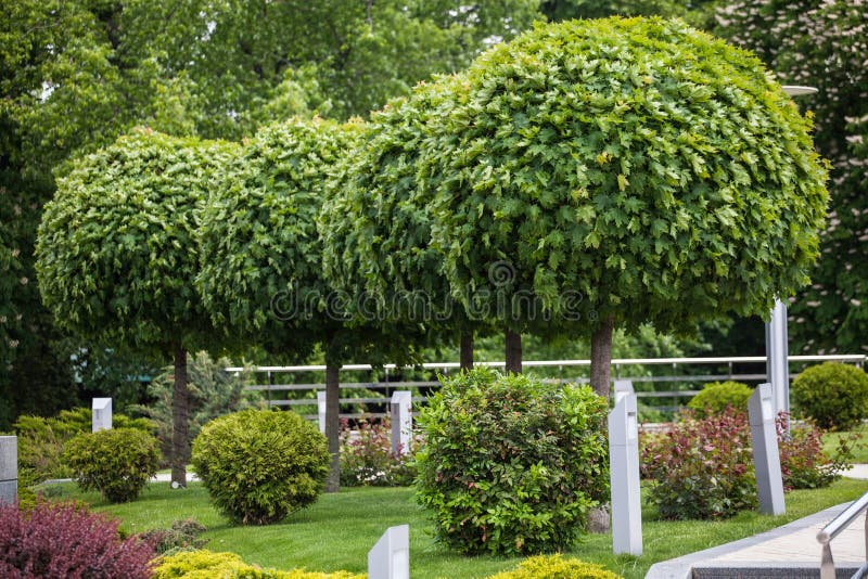 Green Trees with a Round Shape Stock Photo - Image of trees, shape ...