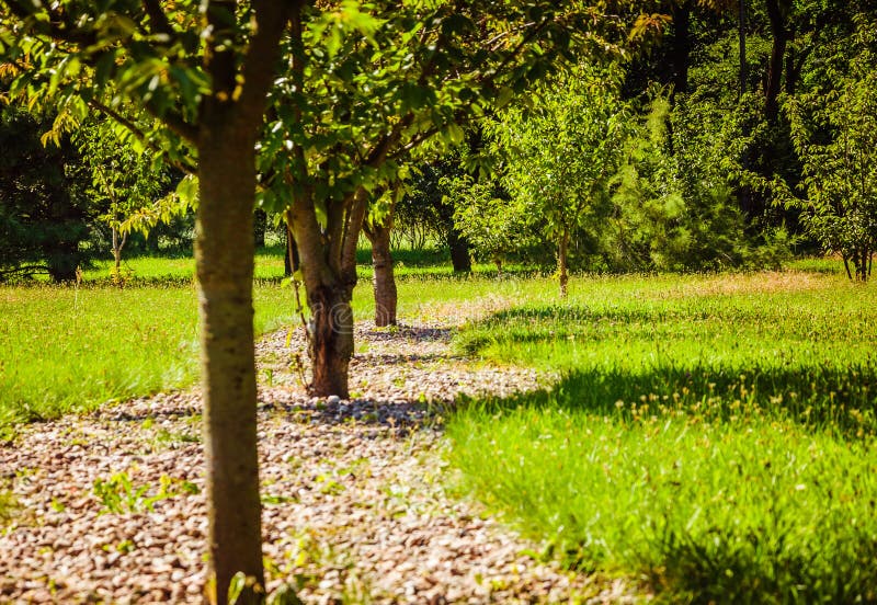 Green trees in a row stock photo. Image of forest, sunny - 104869088