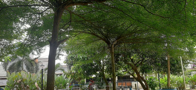 Green Trees Shade the Garden and Keep it Cool Stock Photo - Image of ...