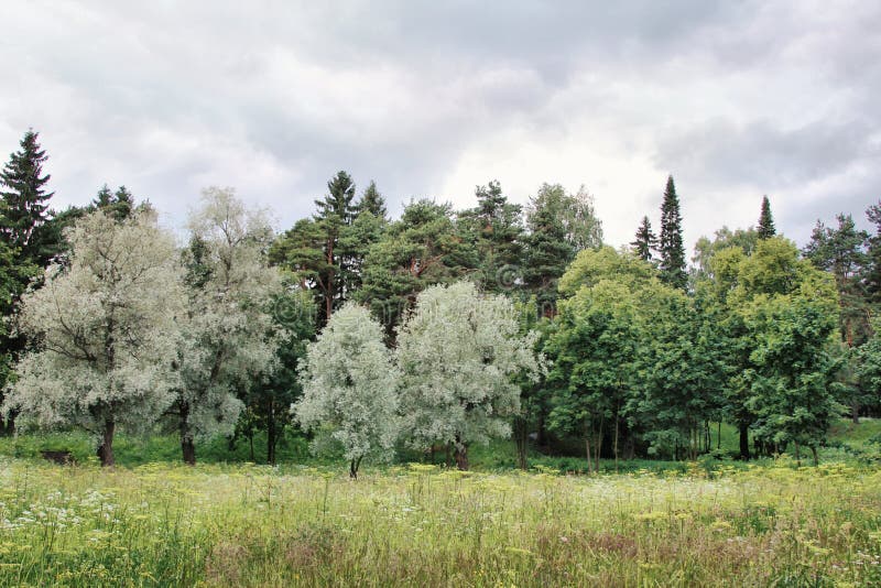 August forest stock image. Image of pasture, vegetation - 234975925