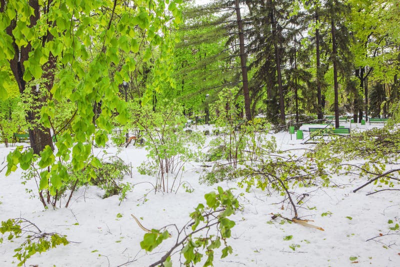 Green trees and snow stock image. Image of environment - 111100971