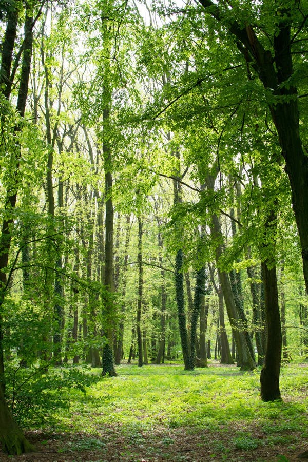Green Trees in Spring Park stock image. Image of grow - 116284327