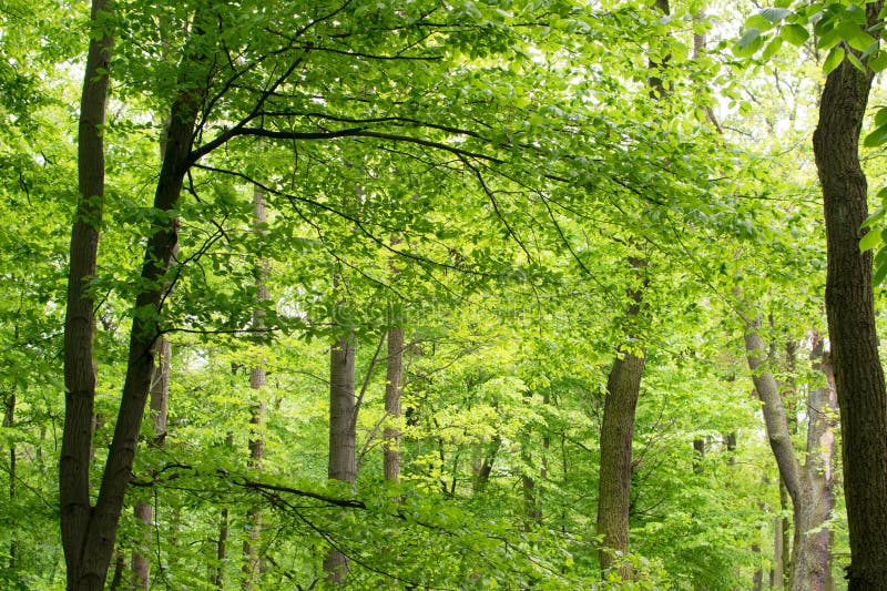 Green Trees in Spring Park stock photo. Image of young - 116285588
