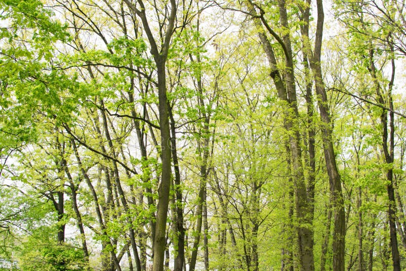 Green Trees in Spring Park stock image. Image of freshness - 116284869