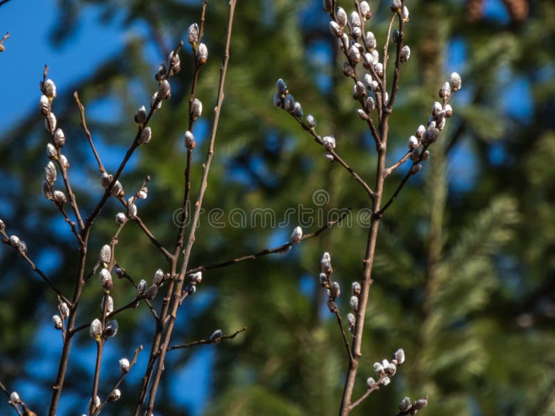Green Trees Stand Behind White Budding Branches Stock Photo - Image of ...