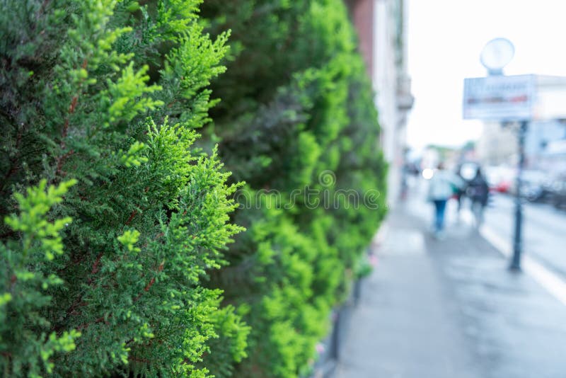 Green Trees in the Street with Blurred Peple Walking Stock Image ...