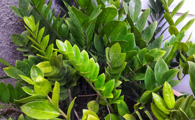 Green Trees with Strong Stems and Leaves Flourish Against the Backdrop ...