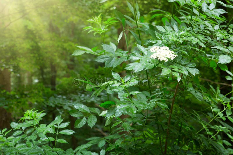 Sunshine in the Summer Forest with Trees and Elder Flowers . Stock ...