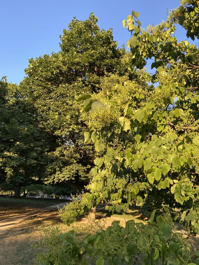 Green Trees at Sunset in Summer in June Stock Image - Image of summer ...