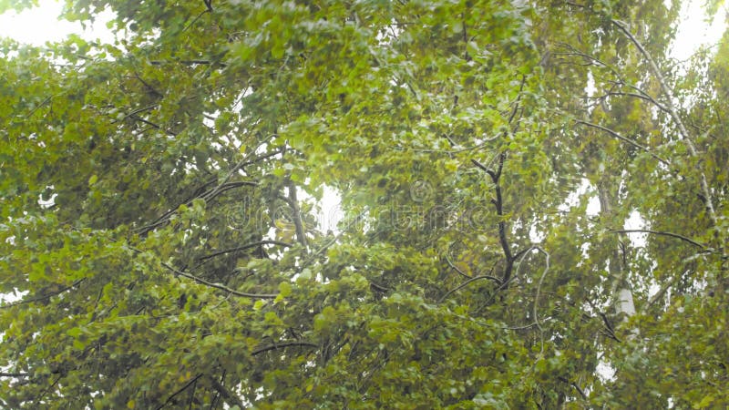 Stormy Wind in Front of Blue Sky. Green Trees Against a Blue Sky is ...