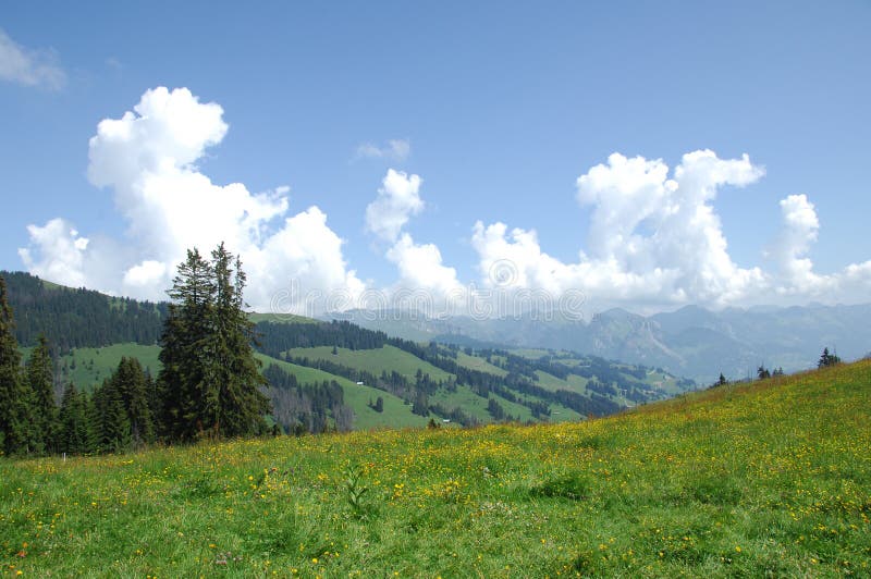 Green Trees at Swiss Location Stock Image - Image of rural, swiss: 63777247