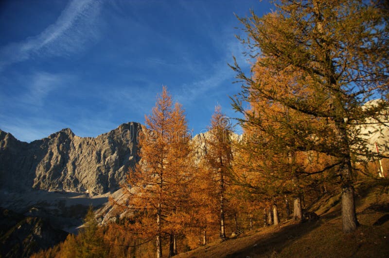 Green Trees at Swiss Location Stock Image - Image of landmark, trees ...