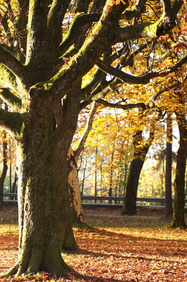 Green Trees at Swiss Location Stock Image - Image of tourism, travel ...