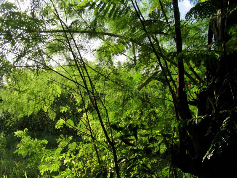 Green Trees at Tahiti. French Polynesia Stock Image - Image of ocean ...