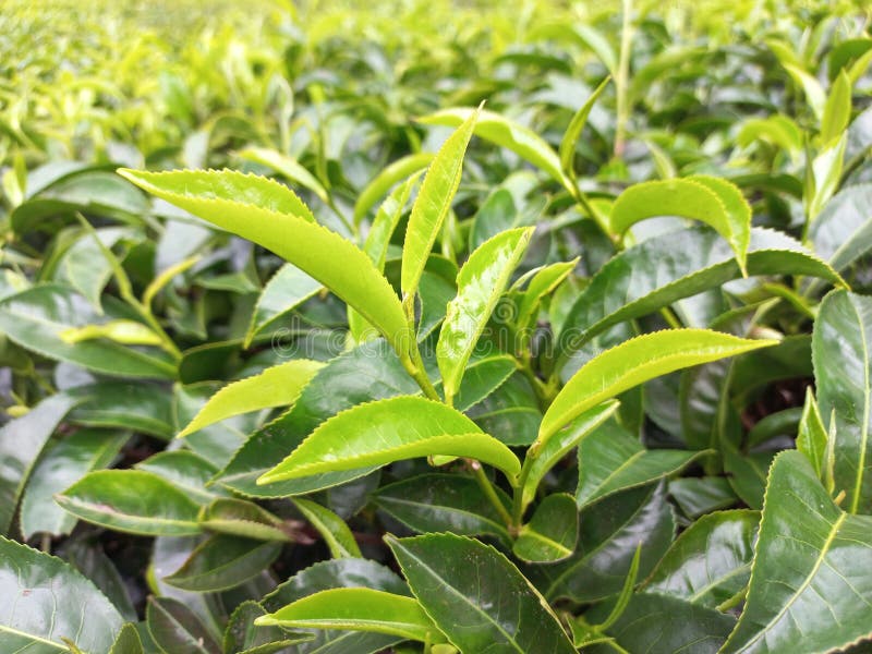 Green Trees Tea, Green Leaf Tea, Green Color Nature Stock Photo - Image ...