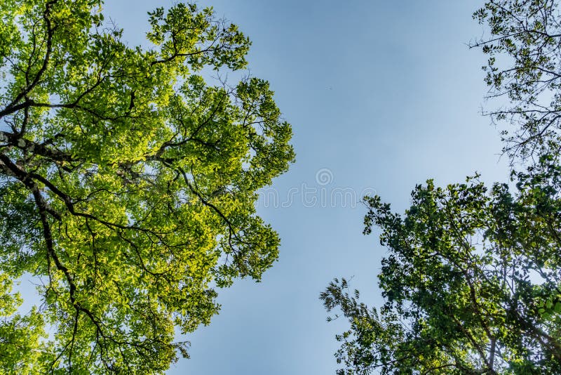 Green Trees top stock photo. Image of bright, trunk, season - 91266980
