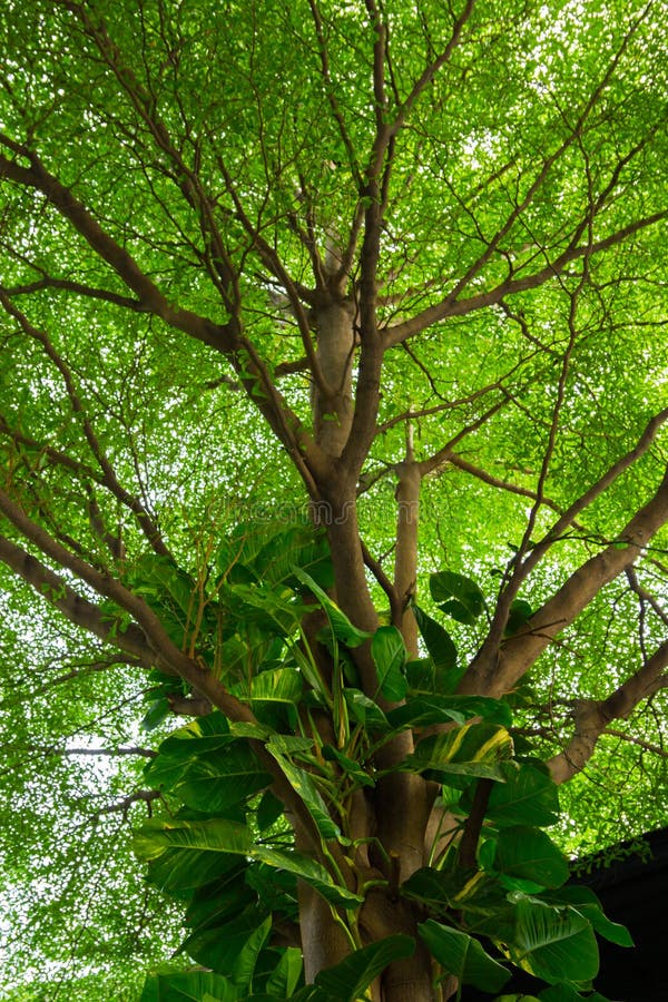Green Trees stock photo. Image of trees, shadow, green - 42613376