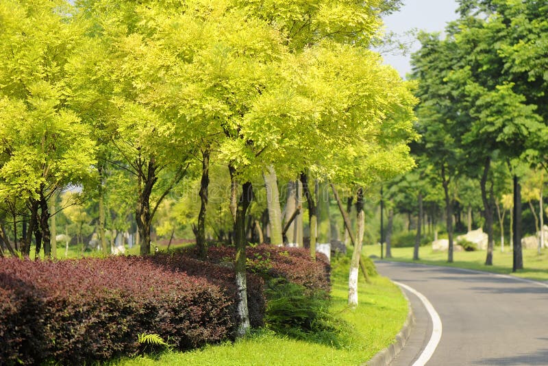 Green trees under sunshine stock image. Image of sunshine - 48097741