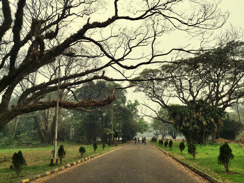 Green Trees in Village Side in India Botanical Garden Stock Photo ...