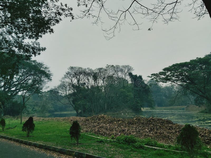 Green Trees in Village Side in India Botanical Garden Stock Photo ...
