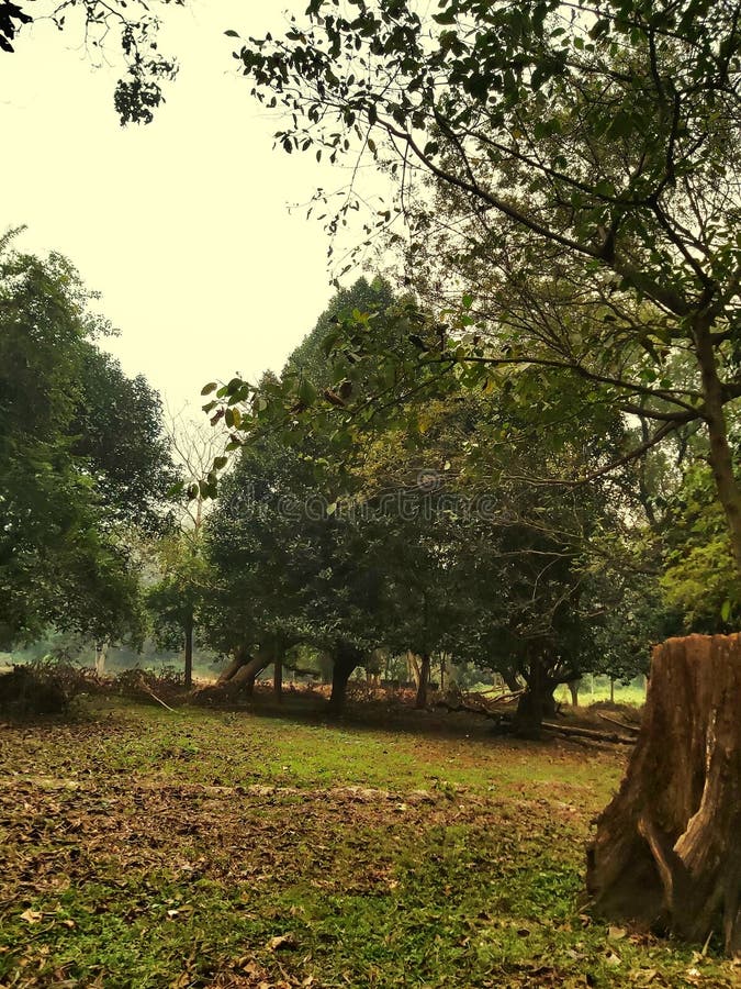Green Trees in Village Side in India Botanical Garden Stock Image ...