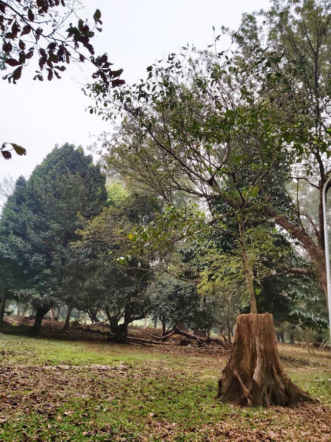 Green Trees in Village Side in India Botanical Garden Stock Image ...