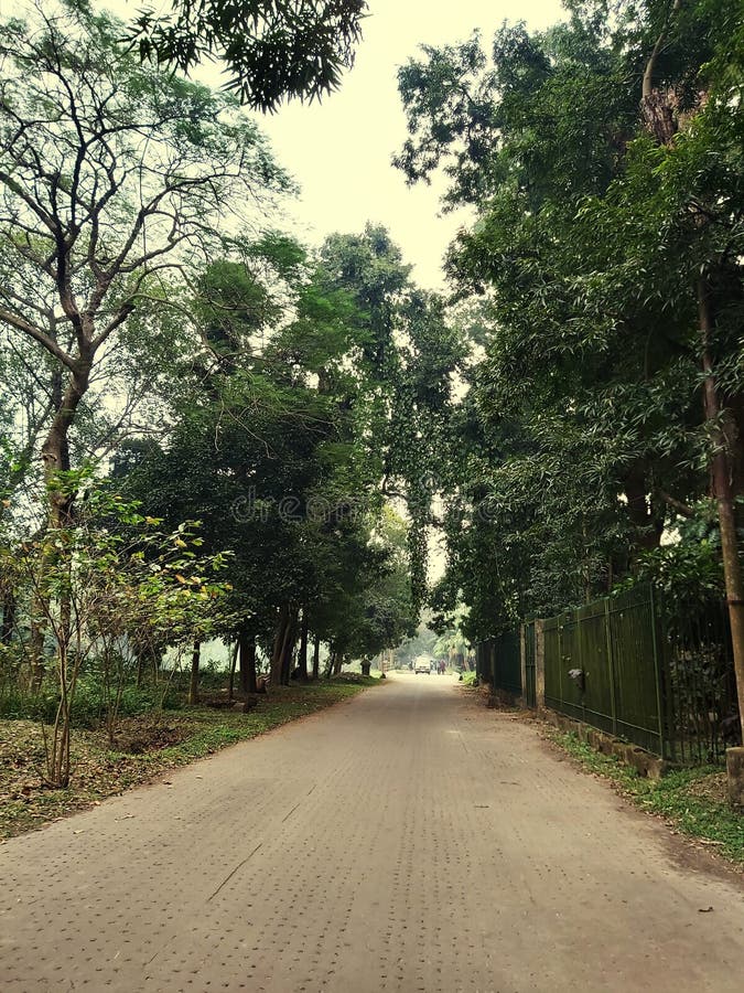 Green Trees in Village Side in India Botanical Garden Stock Image ...